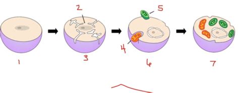 6 Evolution Flashcards Quizlet