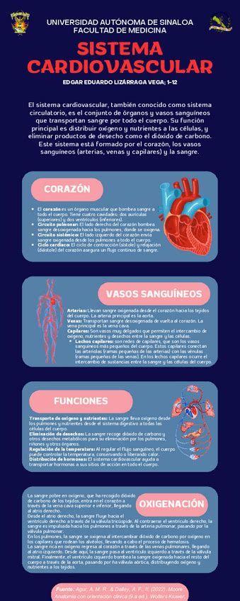 Infografía del Sistema Nervioso Anatomía y Neuroanatomía pdf