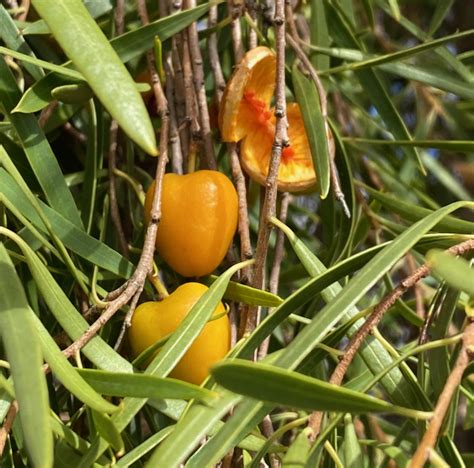 Native Apricot • Flinders Ranges Field Naturalists
