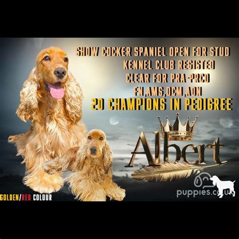 Cocker Spaniel Show Stud Harlow Essex Show Cocker Spaniel Stud