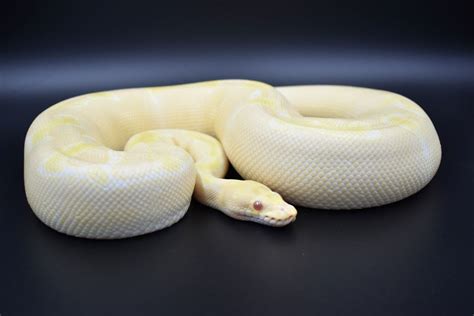 Ball Python Breeder Uk Ball Python And Other Reptile Care For