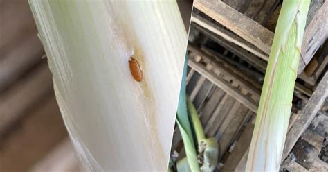 Comment reconnaître le ver du poireau et l éliminer du jardin Quelles