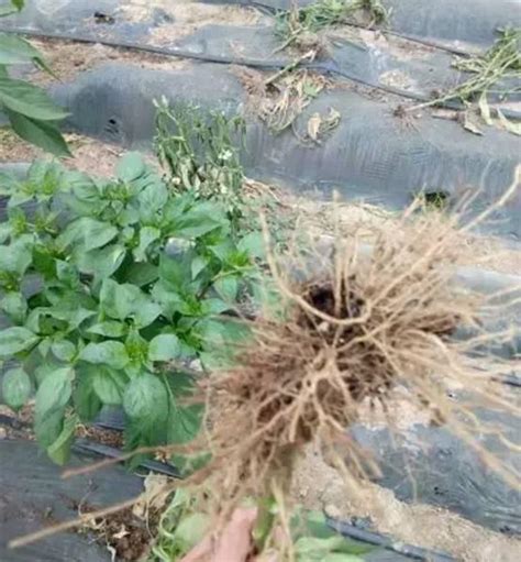 農業小貼士一破襲辣椒種植病害之二 每日頭條