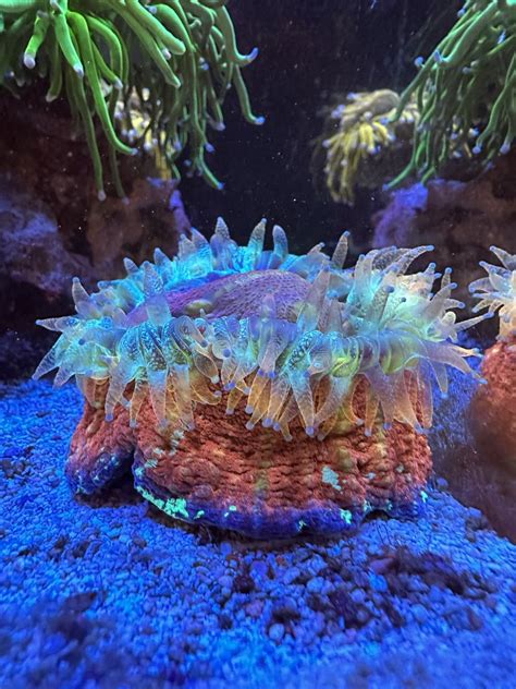 My Scoly Eating… Saw Another Feeding Coral Post R Reeftank