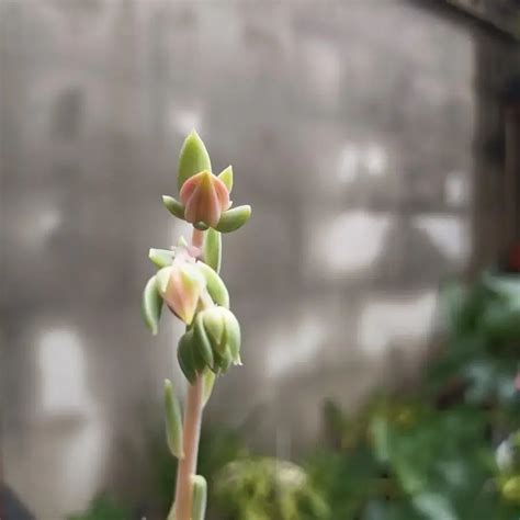 Plantsflower 다육이화분화초다육식물펜지 On Bunjang Global Site