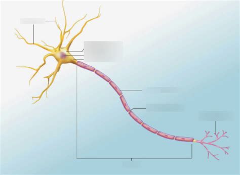 Aandp 2 Module 1 Typical Neuron Structure Diagram Quizlet