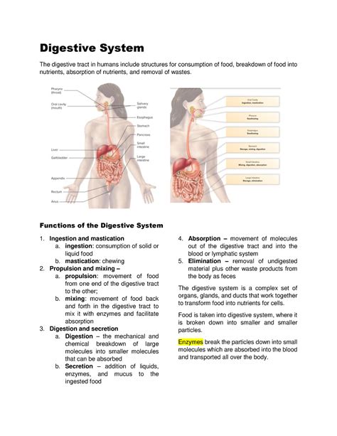 Digestive System Anatomy And Physiology Digestive System The