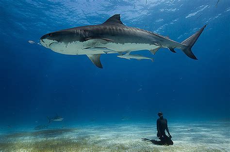 Chondrichthyes And Osteichthyes