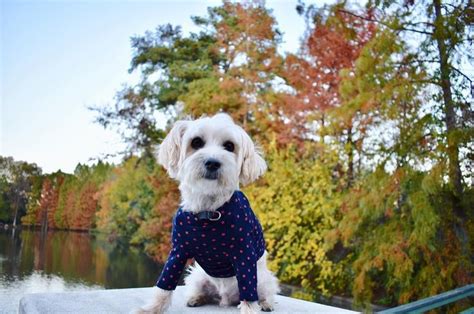 A Complete Guide To The Morkie Everything You Need To Know From