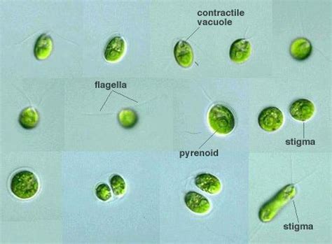 Protist Images Chlamydomonas