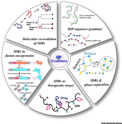 Dissecting The Biophysics And Biology Of Intrinsically Disordered