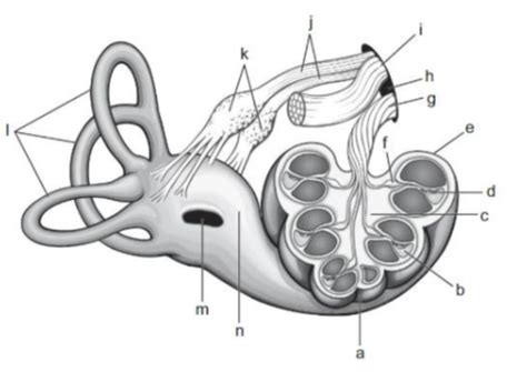 Test 2 Speech Audiometry And Audiogram Interpretation Flashcards Quizlet