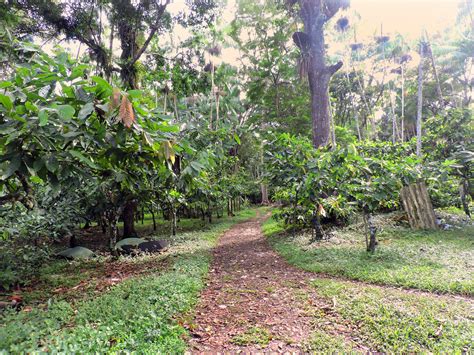 Tropical Agroforestry Springerlink