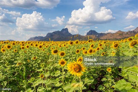 봄밭의 아름다운 해바라기와 해바라기의 식물은 여행지의 넓어짐 식물입니다 0명에 대한 스톡 사진 및 기타 이미지 0명 계절 구름 Istock