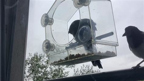 Going In For The Tail Pull Scrolller