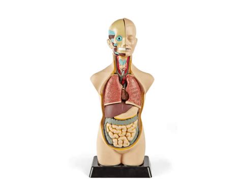 Torso Model And Labeling Quiz