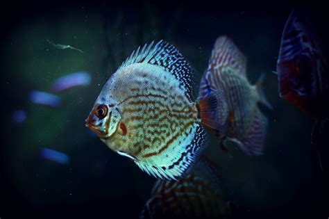 Discus Tropical Fish Wallpapers Hd Desktop And Mobile Backgrounds