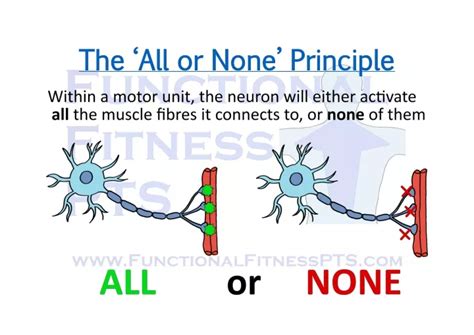 Ppt The All Or None Principle Powerpoint Presentation Free Download