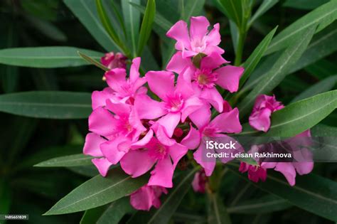 녹색 잎을 가진 사랑스러운 피는 밝은 분홍색 서양 협죽도 꽃입니다 다작의 큰 핑크 서양 협죽도 관목은 녹색 잎과 대조되는 향기로운 분홍색 꽃을 많이 생산합니다 0명에 대한