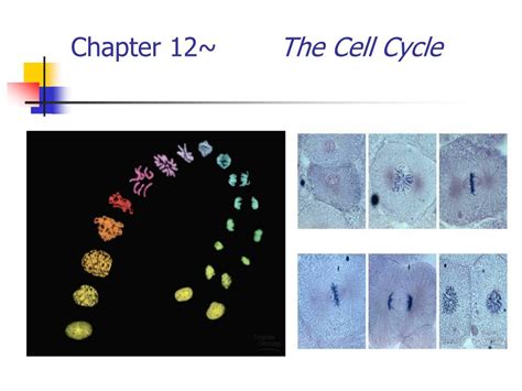 PPT Chapter 12 The Cell Cycle PowerPoint Presentation Free Download ID 3754499