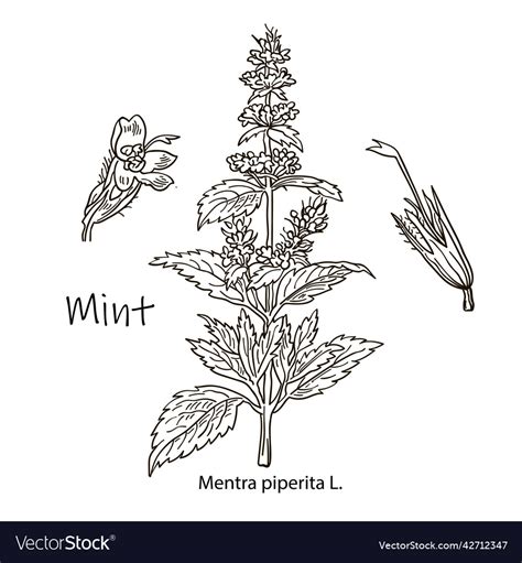 Mint Botanical Drawing Herbal Tea Set Hand Vector Image