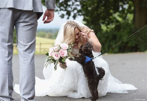 Dog Friendly Wedding Venue Include Your Furry Best Friend