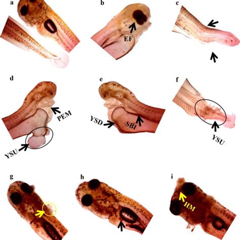 Deformities In Larvae Of Rohu Exposed To Different Temperatures A