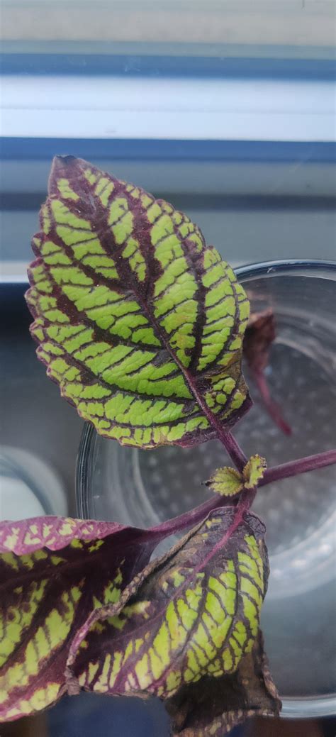 Identifying Grasses As Annuals Or Perennials From A Photo Is It Possible Rplantidentification