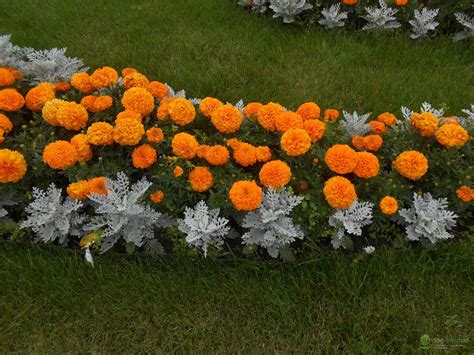 Бордюрные цветы однолетние низкорослые 75 фото