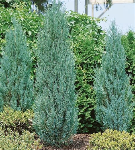 Juniperus Scopulorum Blue Arrow
