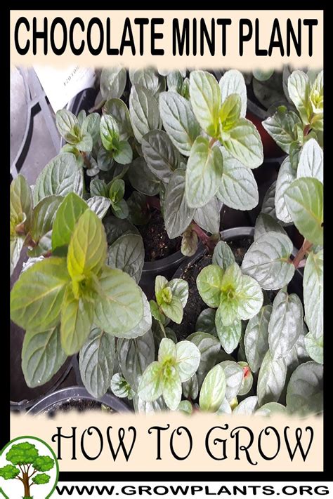 Chocolate Mint Plant How To Grow And Care