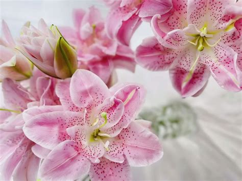 Elegant Pink Lily Blossom Mural Wallpaper Floral Pastel Interior Decor