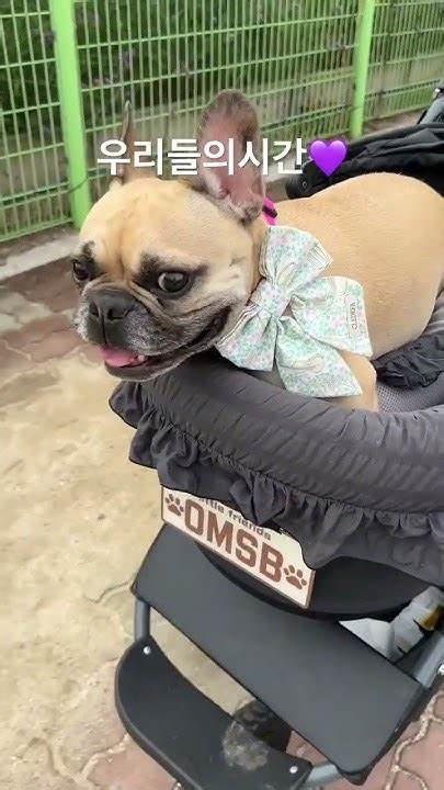 산책은 언제나 신나 곧 꽃축제 할꺼라는데 미리 신나게 다녀온 공원 강아지 반려견 다둥이 보스턴테리이어 퍼그 잉글리쉬불독 프렌치불독 Youtube