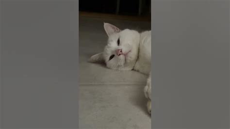 정지화면아님 졸린냥 Youtube