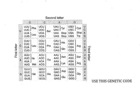 Solved Practice Write Out The Complementary Dna Sequence