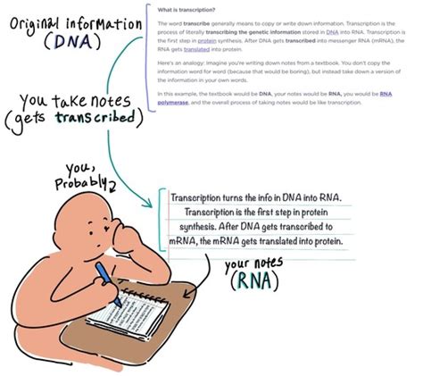 Transcription And Dna Replication In Prokaryotes Flashcards Quizlet