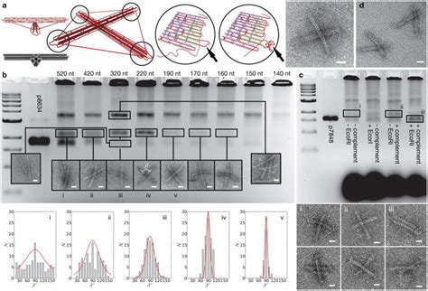 Self Assembly Of 3d Prestressed Tensegrity Structures From Dna Pmc