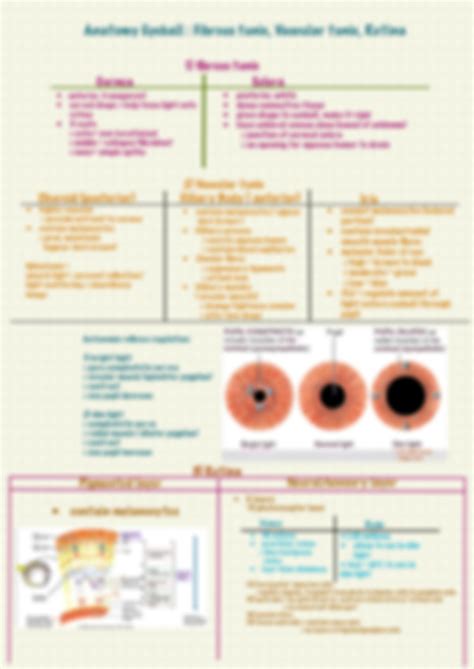 Solution Anatomy And Physiology Special Senses Studypool