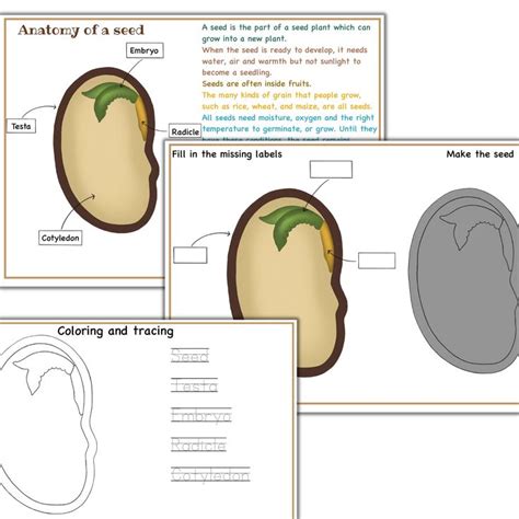 Seeds Anatomy Montessori Seed Puzzle Printable Parts Of A Seed