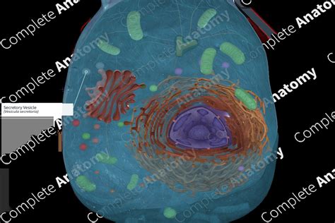 Secretory Vesicle Complete Anatomy