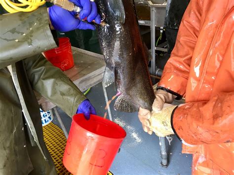 Nearly 4m Chinook Salmon Eggs To Be Harvested To Restock Great Lakes
