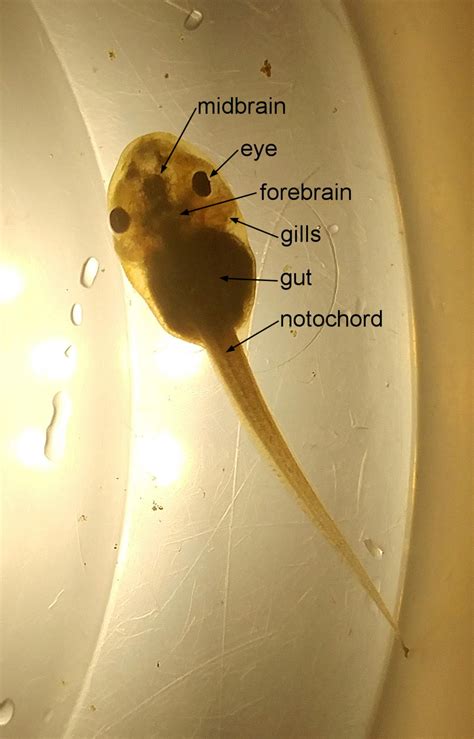 Tadpole Wikiwand
