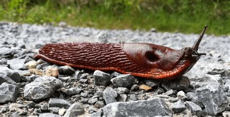 Arion Idae Royalty Free Images Stock Photos Pictures Shutterstock