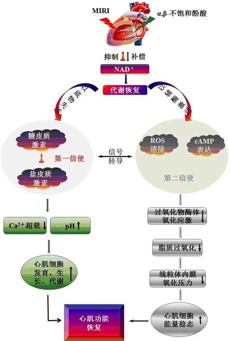 心肌缺血再灌注损伤标记物、及其代谢促进剂和应用