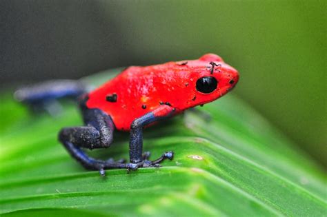 Poison Dart Frog Facts 24 Hours Of Culture