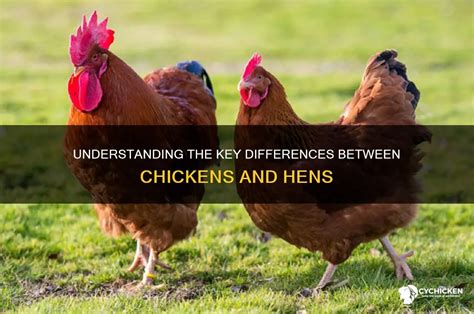 Understanding The Key Differences Between Chickens And Hens Cychicken