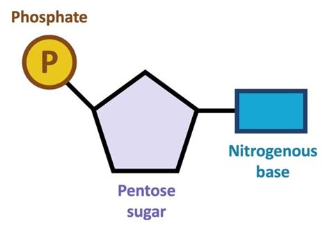 Dna Structure And Function Flashcards Quizlet