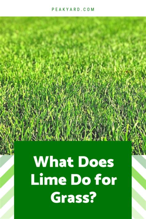 Boost Your Lawn Growth With Lime Does Lime Help Grass Grow Fruit Faves