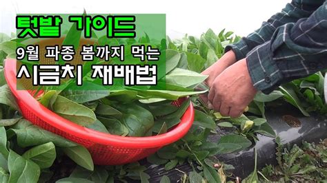 텃밭가이드 9월에 파종하면 봄까지 먹는 시금치 재배법 Youtube
