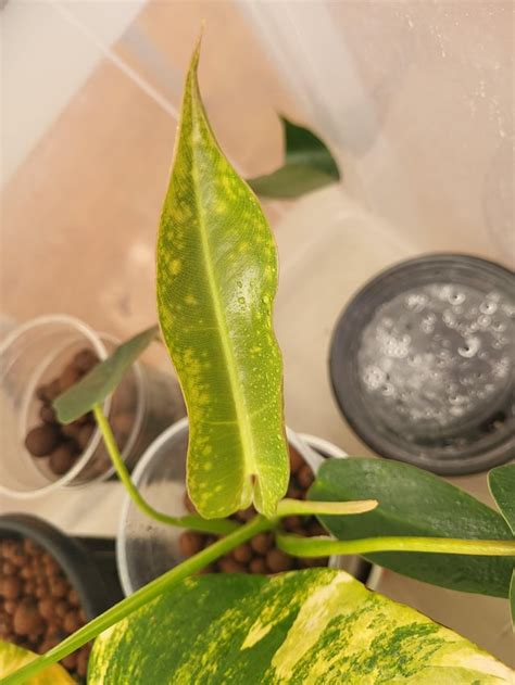 Please Help Id Whats Wrong Rphilodendron